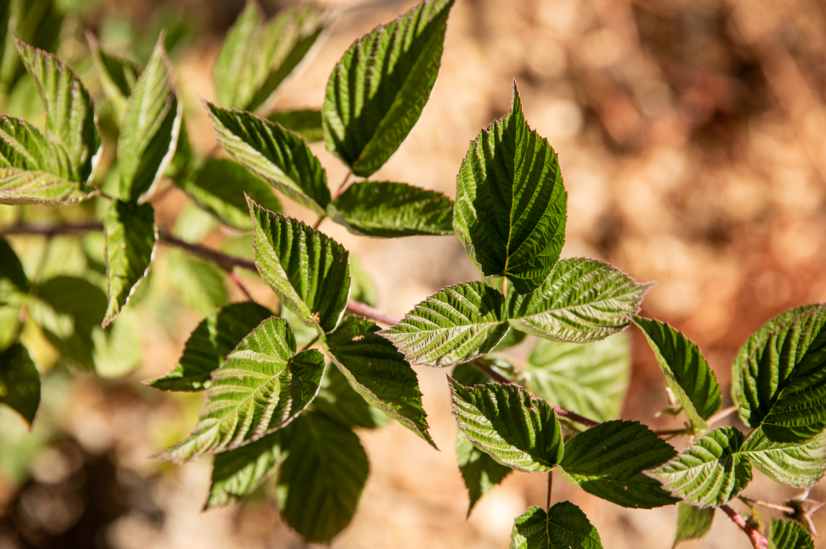 Strong Woman Syrup | Taproot Medicine