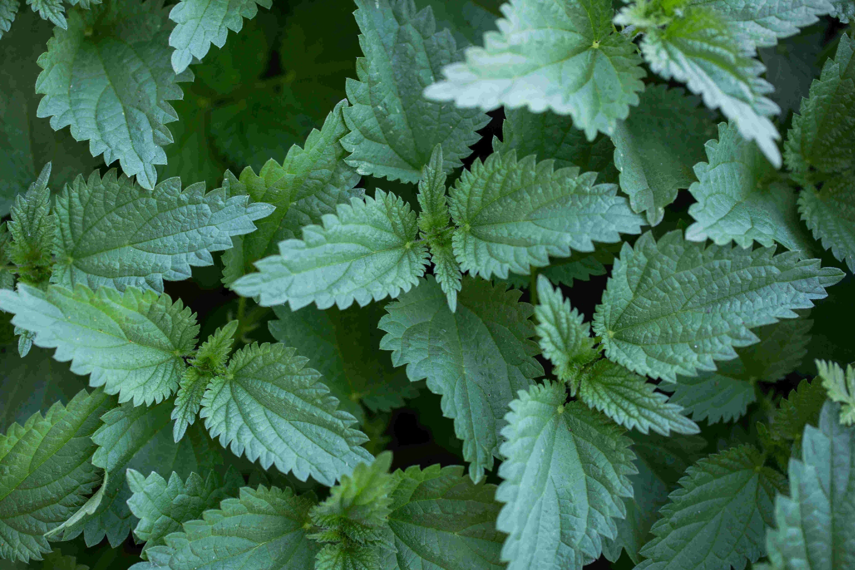 Strong Woman Syrup | Taproot Medicine